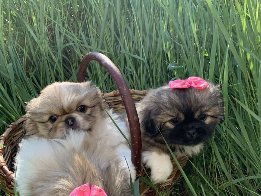 Щенки пекинеса