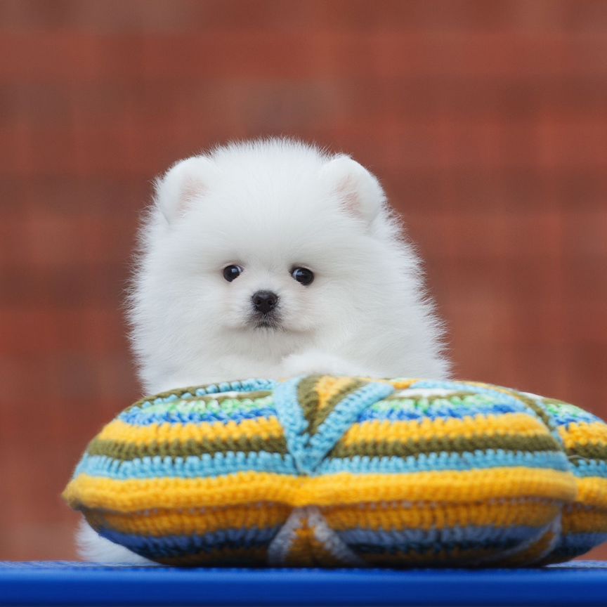 Померанский шпиц красавчик