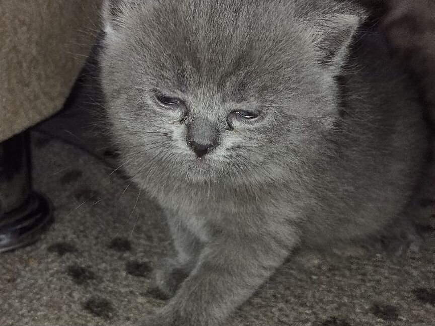 Британская