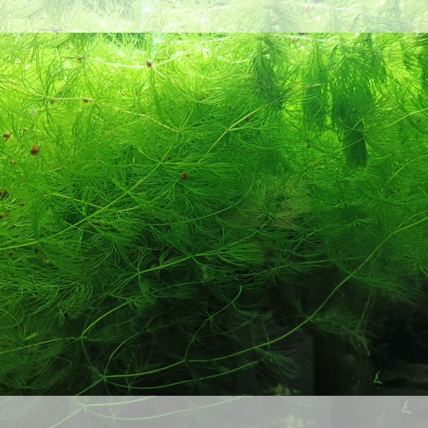 Роголистник лимонник