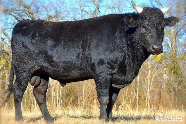Бык