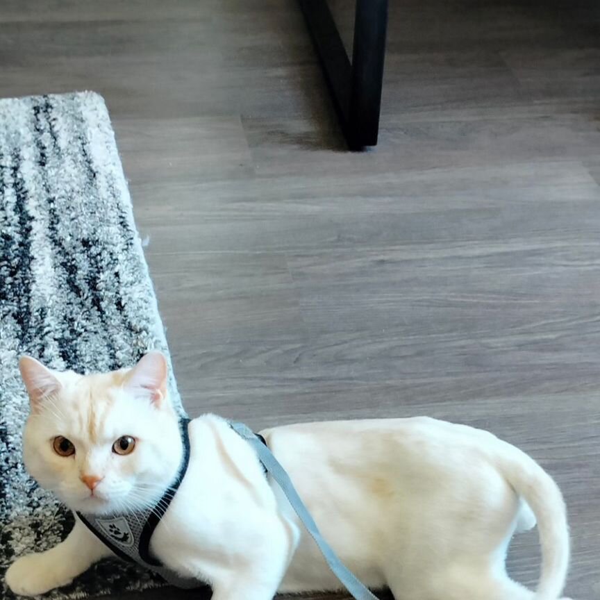 Шотландский кот