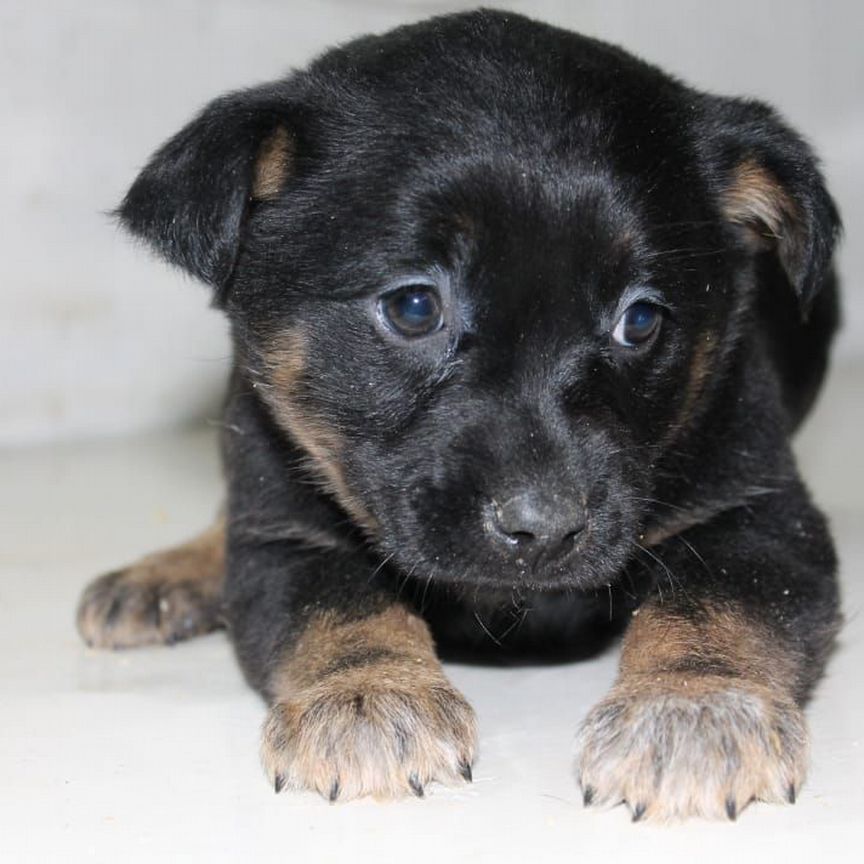 Малютка девочка ищет дом