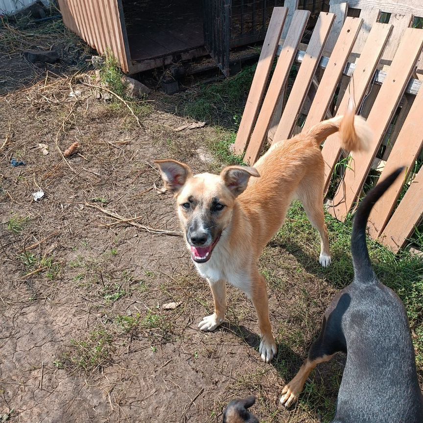 Джессике нужен дом, щенок