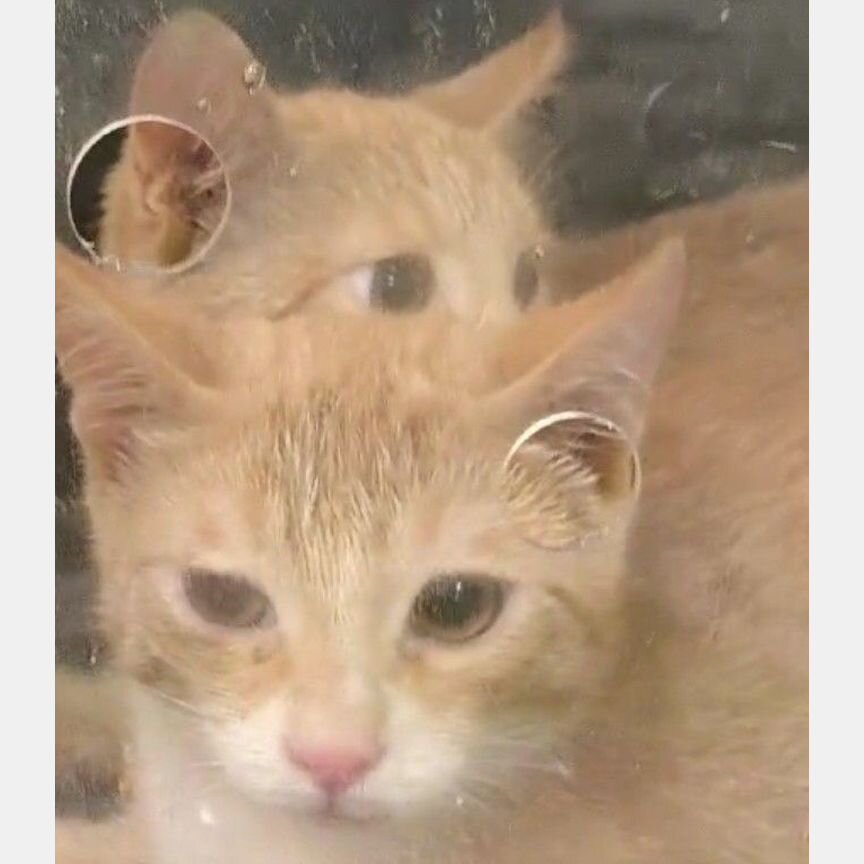 Рыжие котята на улице