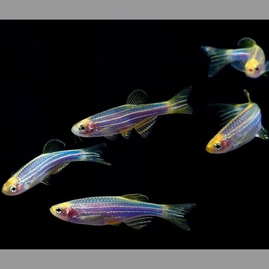 Излишки аквариумных рыбок