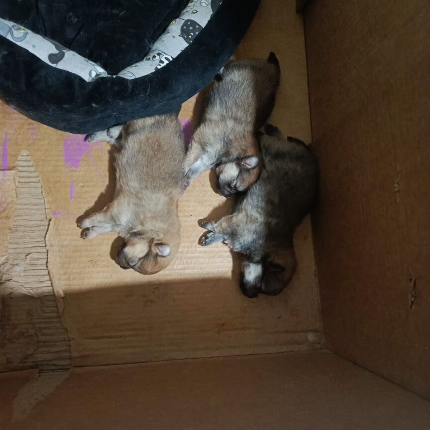 Померанский шпиц