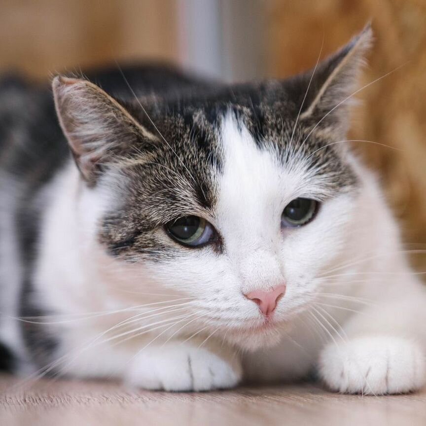 Взрослая, Девочка кошка в добрые руки