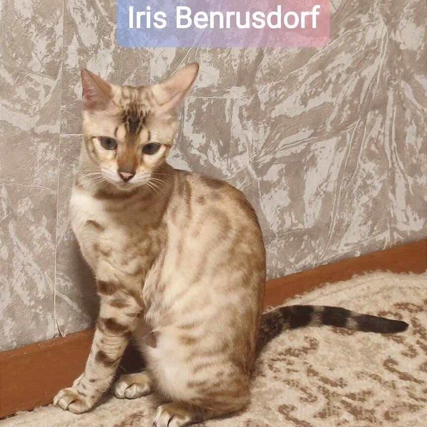 Снежная бенгальская красотка