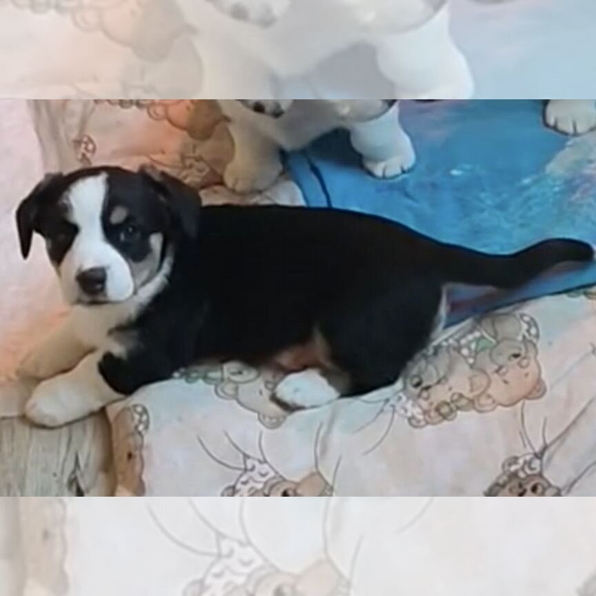 Вельш Корги Кардиган, щенок