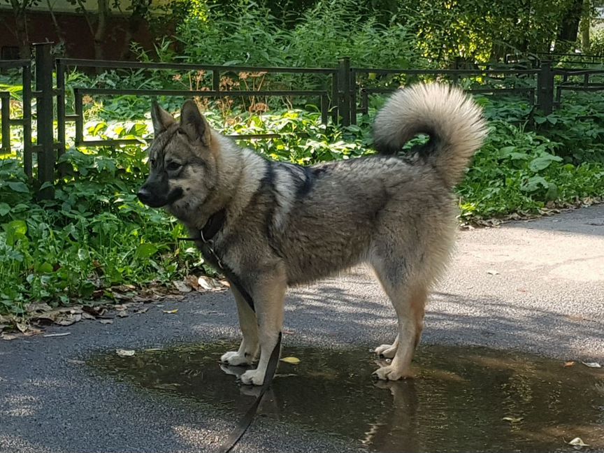 Собака ищет дом. Потеряшка. Дев, 7-8мес. Охотничья