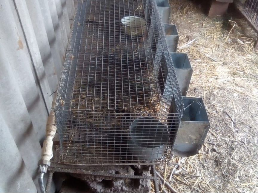 Клетка для кроликов с маточником