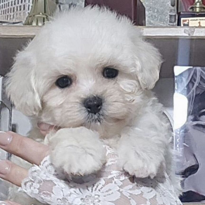 Мальтипу, щенок