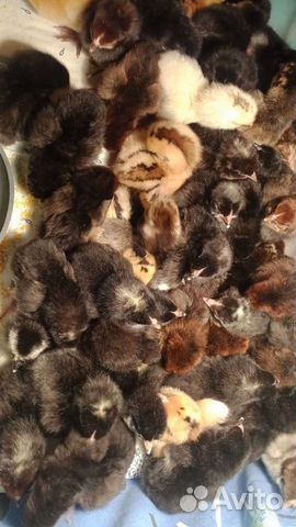 Цыплята суточные