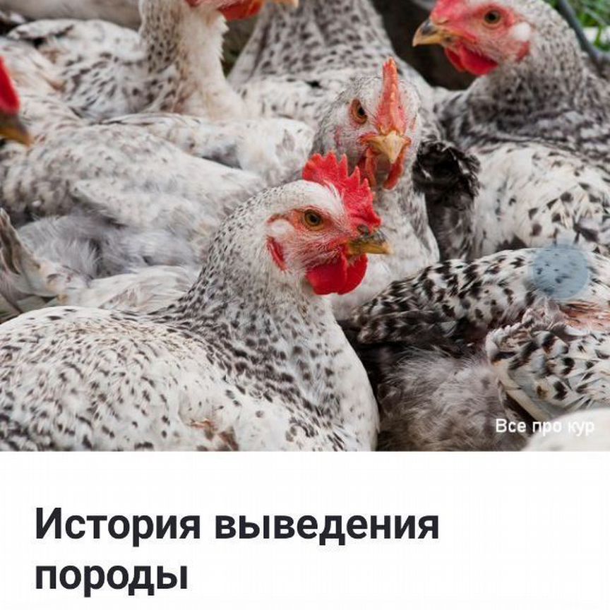 Куры мастер грэй
