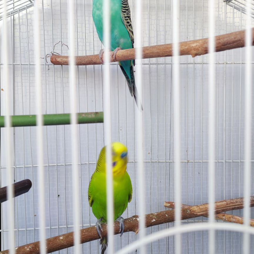 Волнистый попугай с клеткой