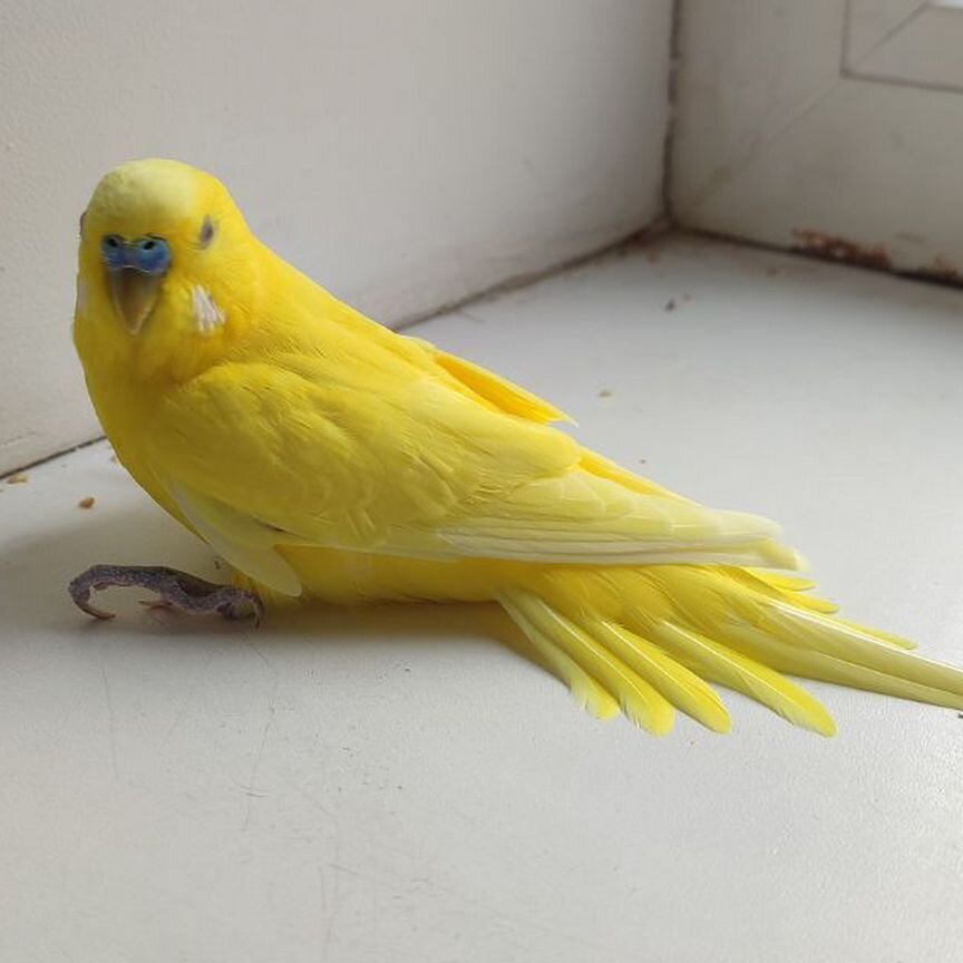 Отдам попугая с клеткой