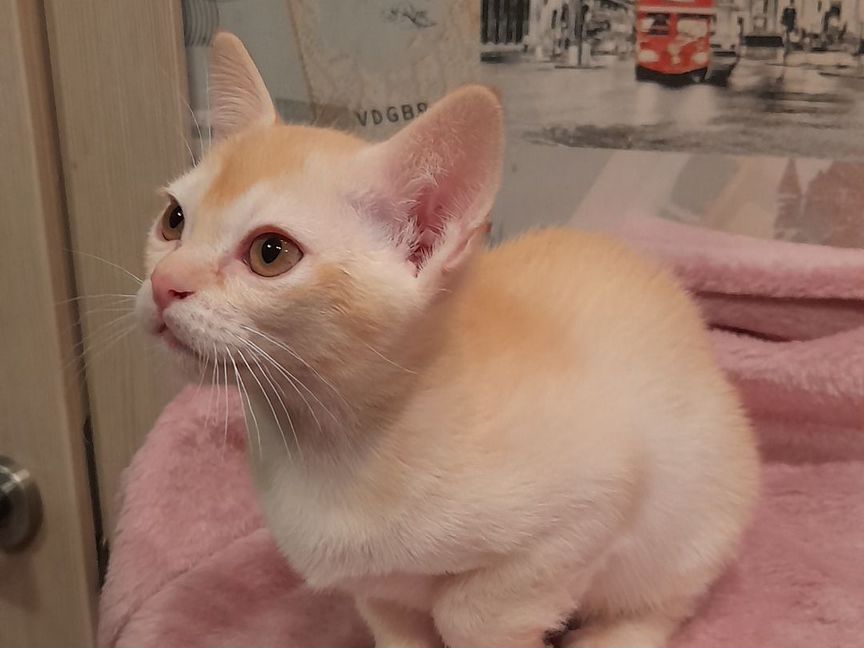 Бурманский котик солнышко