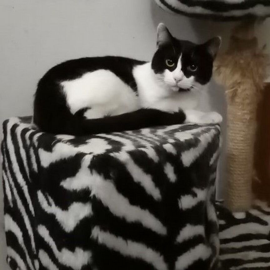Иван Бунин (котик ищет дом)