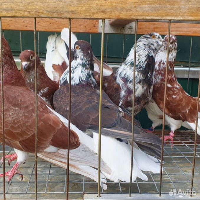 Николаевские голуби, Московские монахи