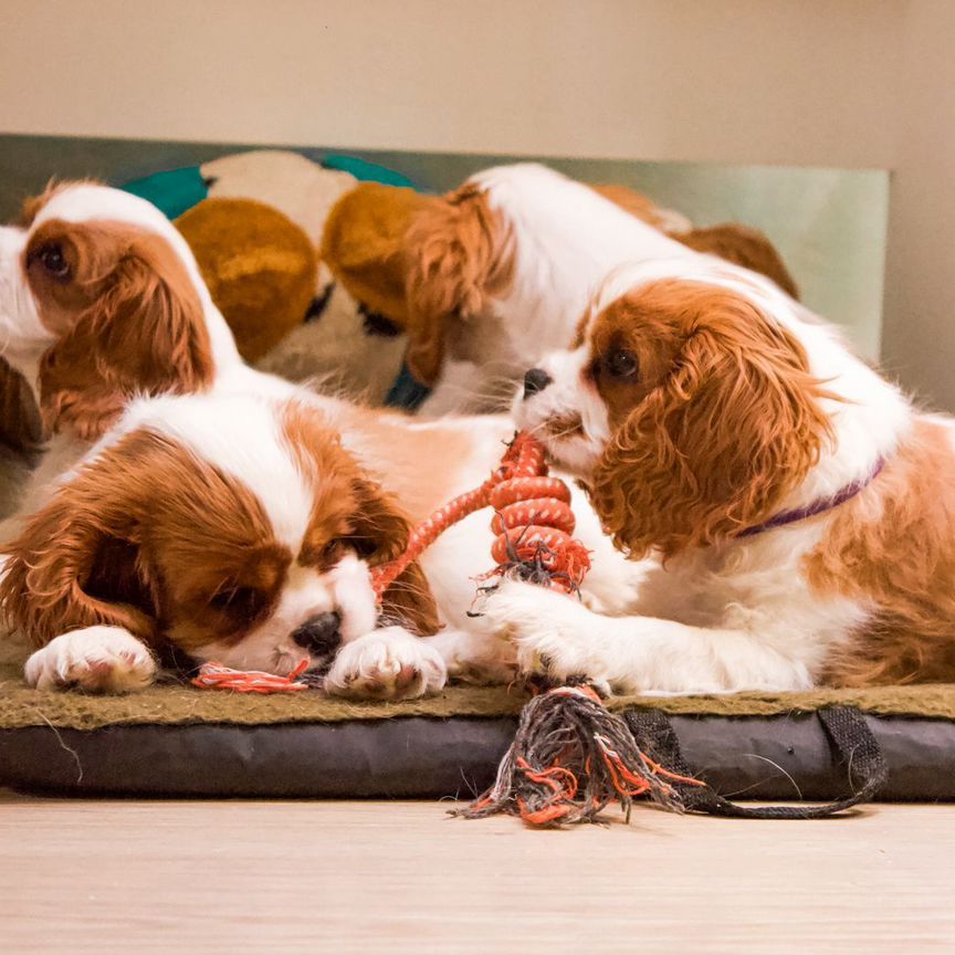 Кавалер кинг-чарльз-спаниель, щенок