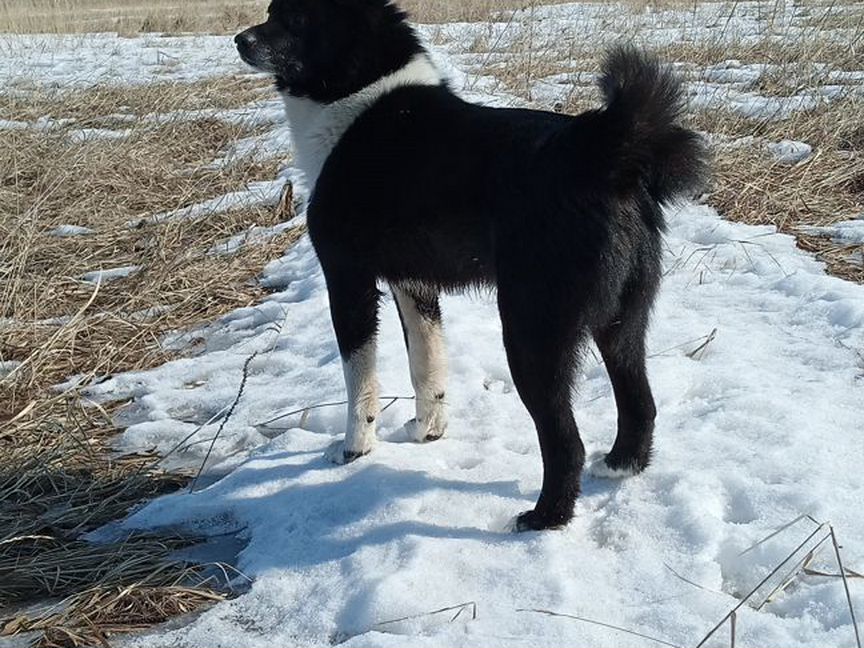 Кобель рел для вязки