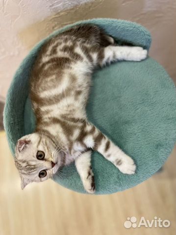 Шотланский котенок