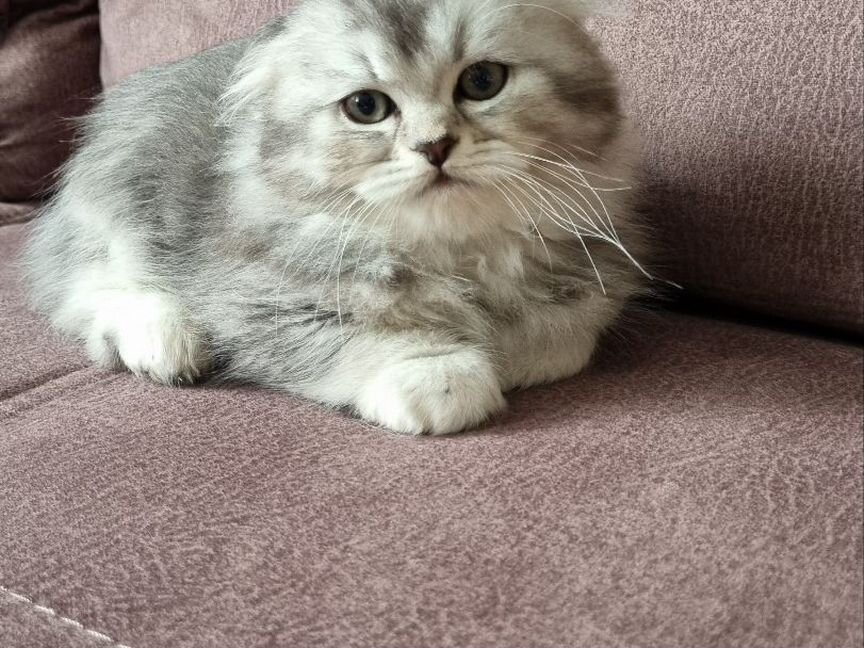 Шотландский вислоухий кот