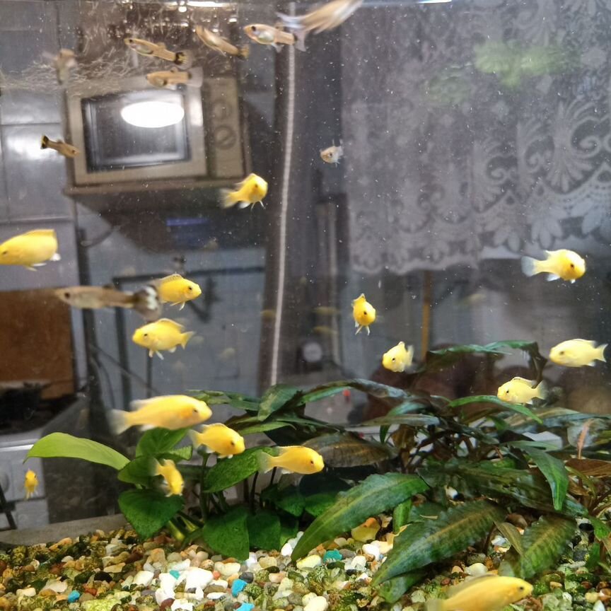 Цихлиды елоу, анциструс