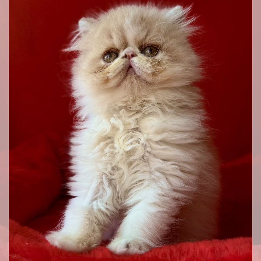 Персидский котенок Бузик