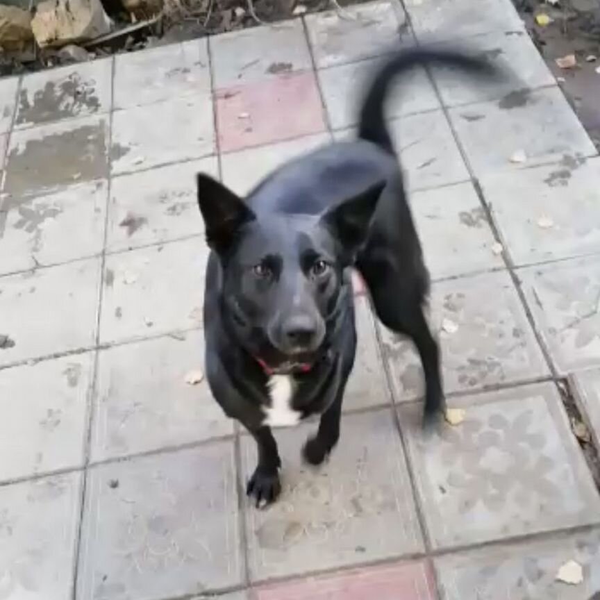 Собака в добрые руки бесплатно ищет дом