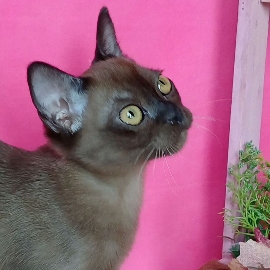 Европейский бурманский котёнок