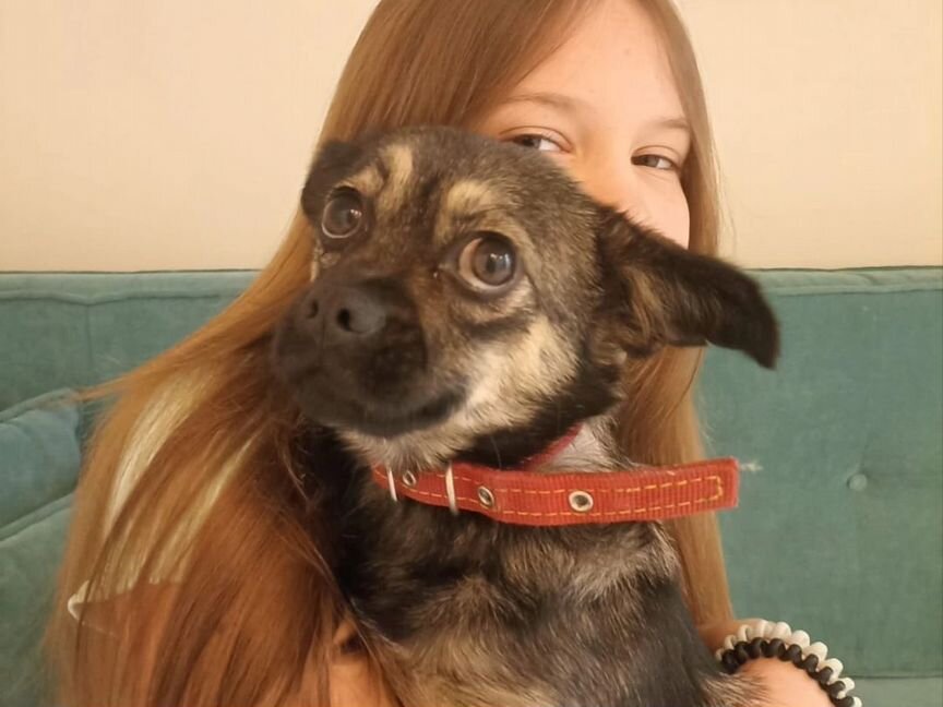 Маленькая собака в добрые руки