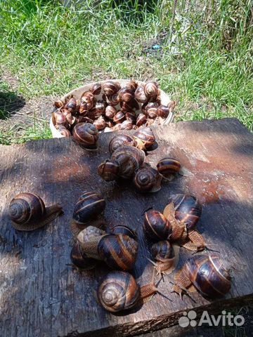 Улитка виногрдная