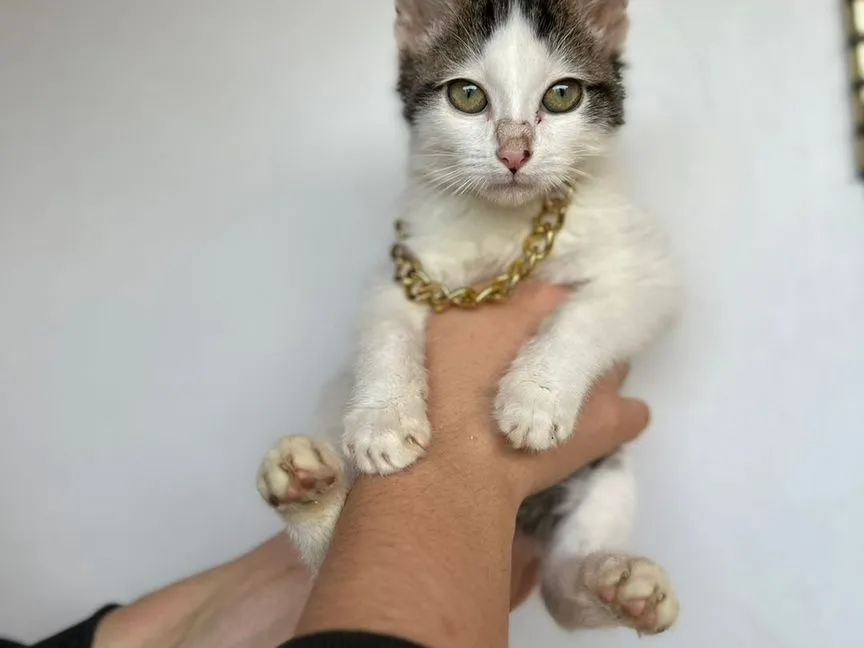 Котенок Рори ищет маму. Приют Некрасовка. В дар