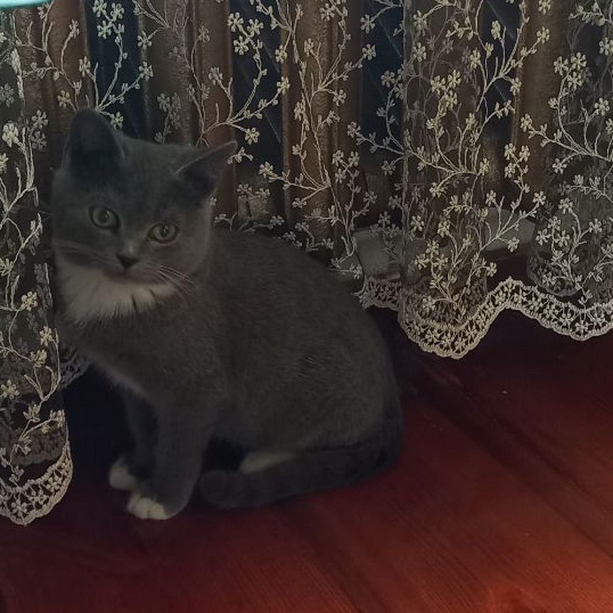 Котёнок в добрые руки