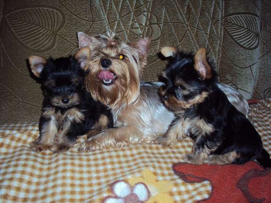 Йорики и Йорочки