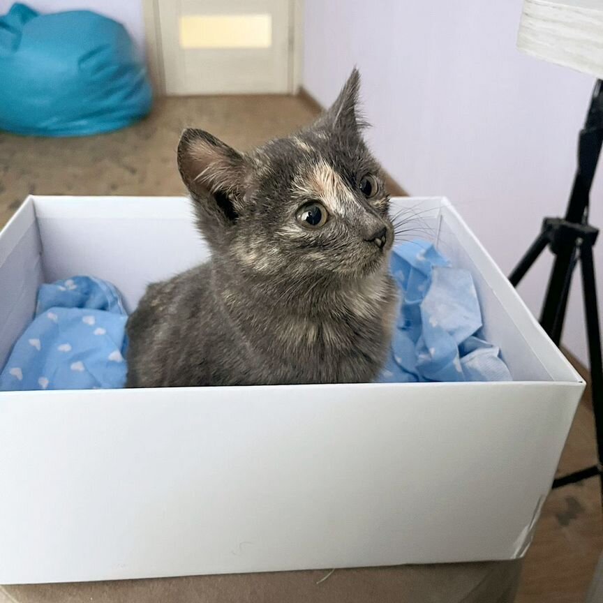 Трехцветный котенок девочка