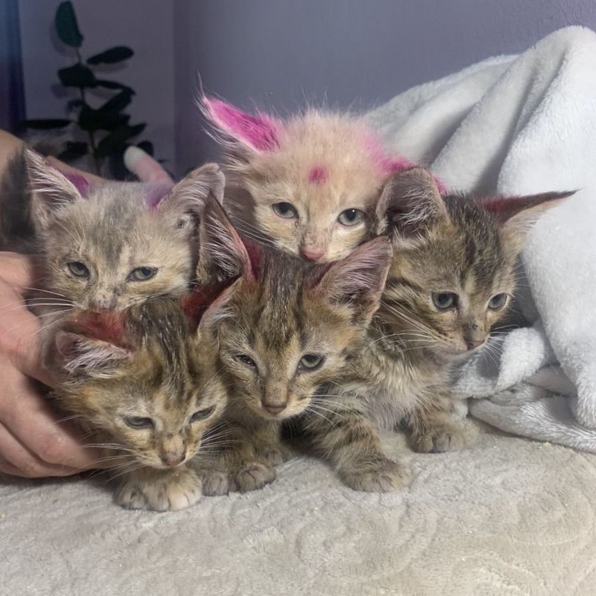 Котята из ада в добрые руки