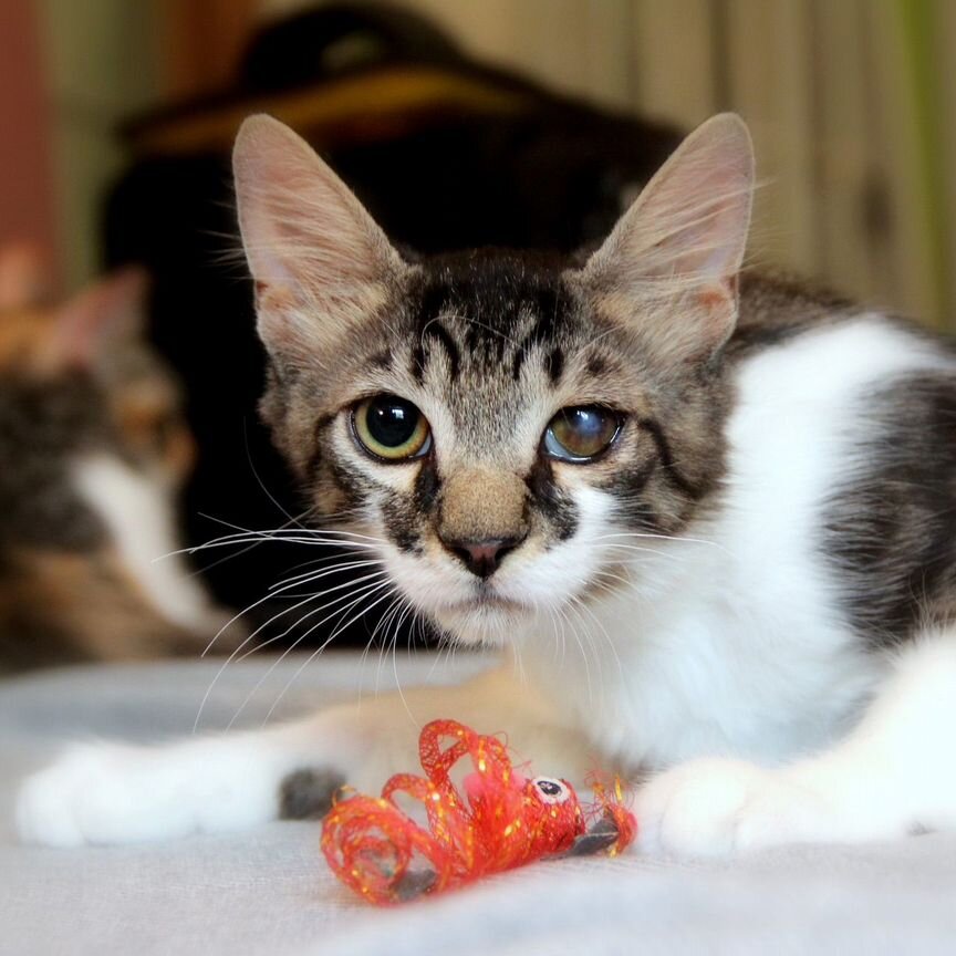 Котенок мальчик в добрые руки