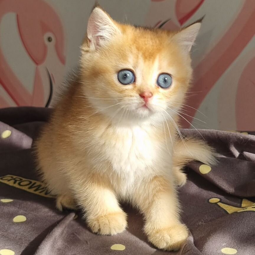 Шотландский вислоухий короткошёрстный котёнок