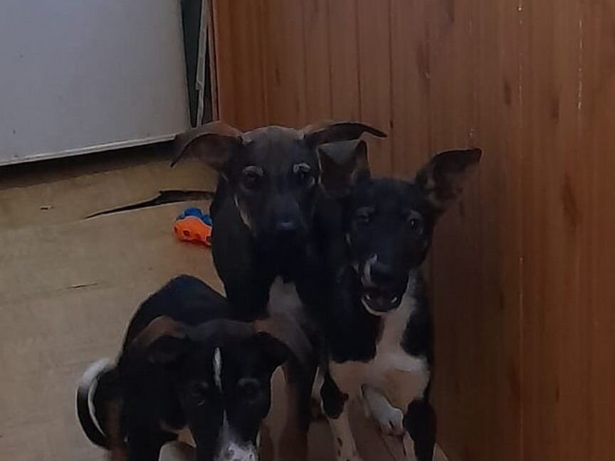 Щенки бесплатно