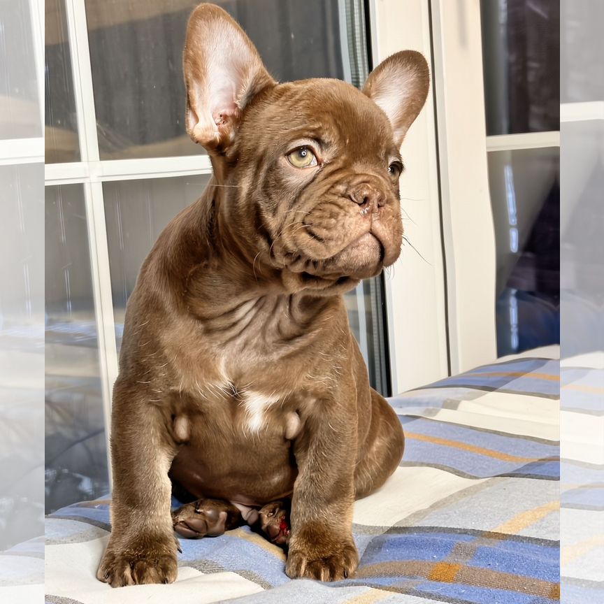 Французский бульдог, щенок