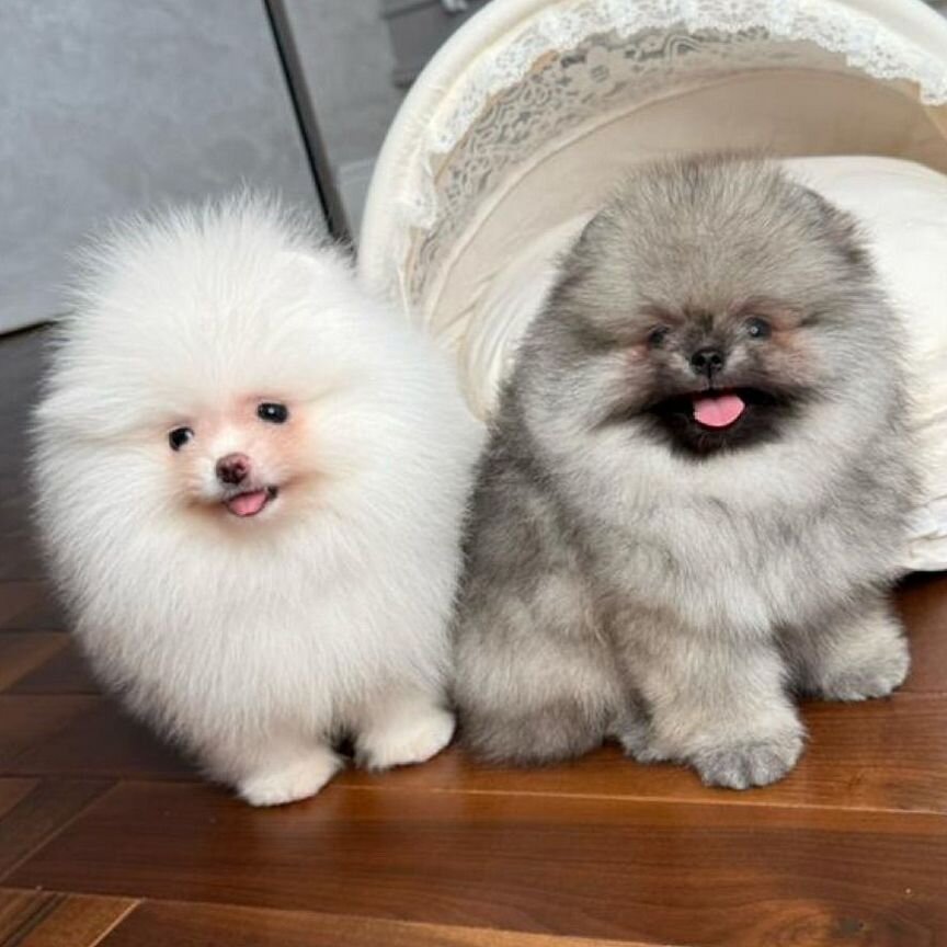 Померанский шпиц, щенок