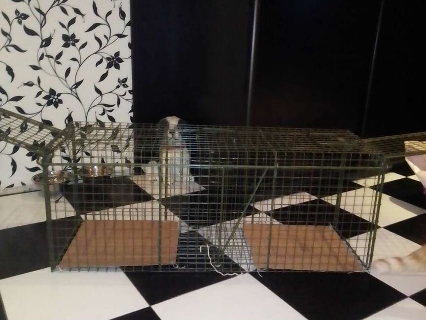 Котоловка