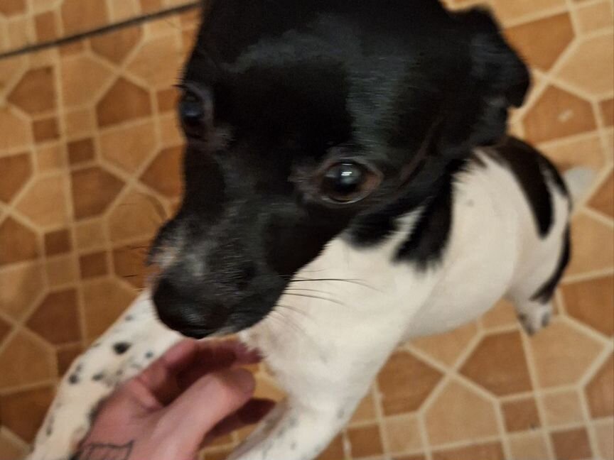 Джек Рассел терьер девочка