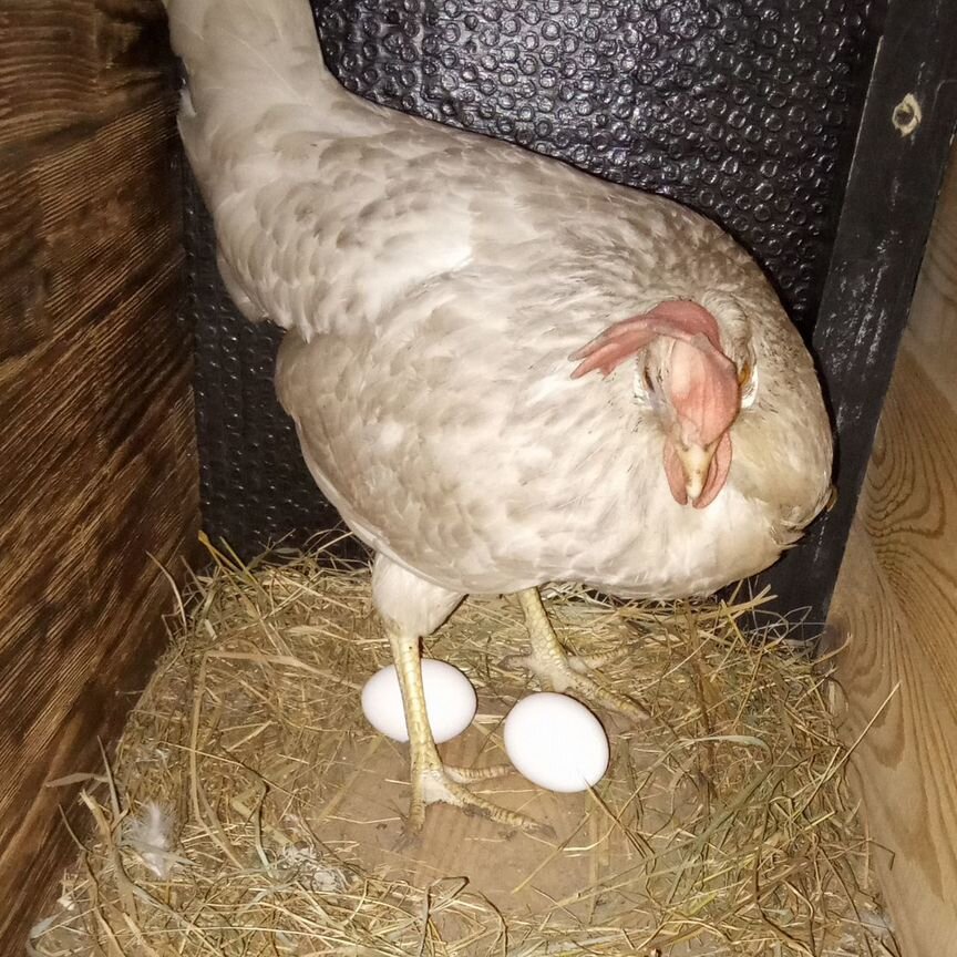 Домашние куриные яйца