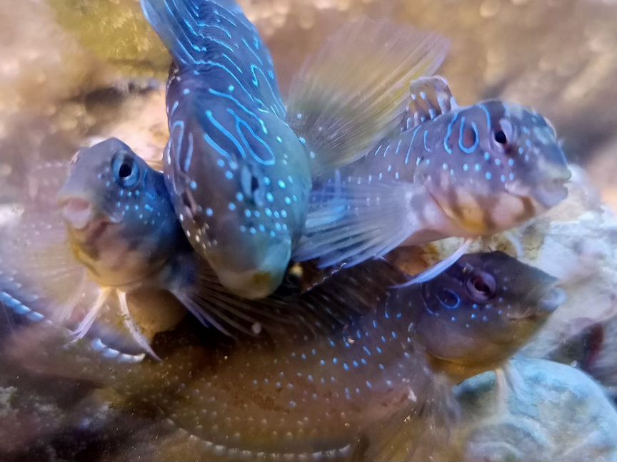 Черноморские собачки