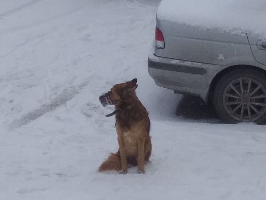 Найдена собака рыжая