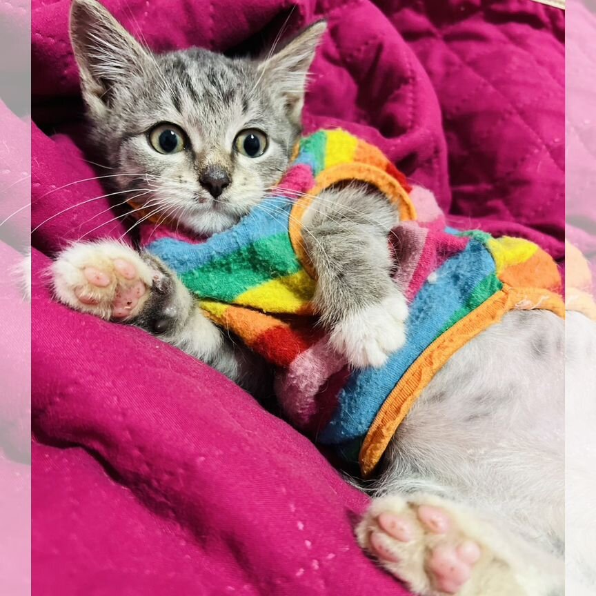 Котенок мальчик маленьеий 900 гр